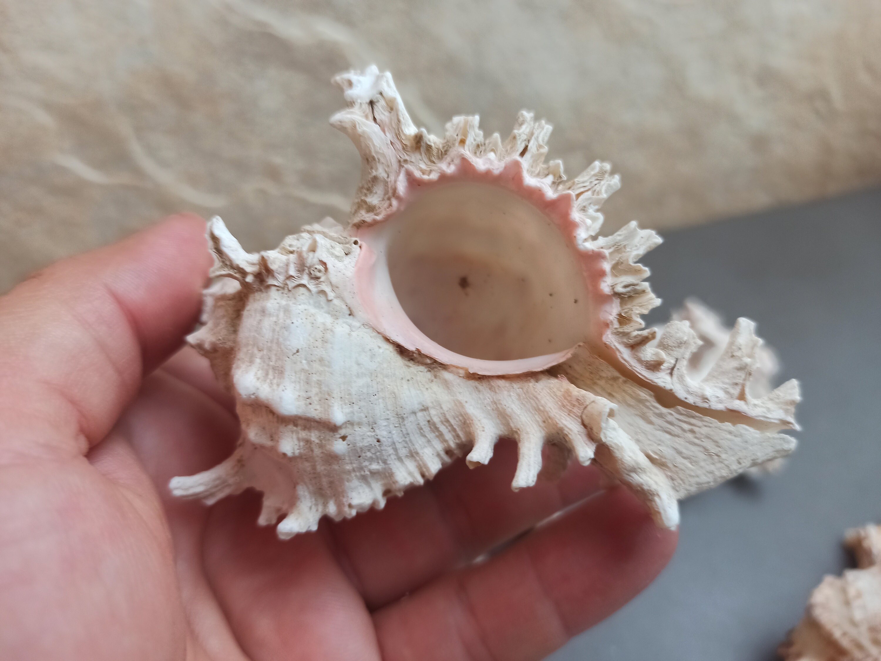 Crab Shell Ocean Shell Sea Shell Treasure Natural - Etsy