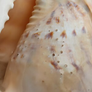 Large Cassis Cornuta Shell, Rare Big Cowrie Shell, Sea Shell, Decor ...