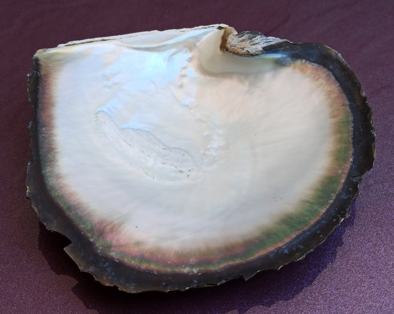 RARE Pinctada Margaritifera Pearl Shell Lipped Mother of - Etsy