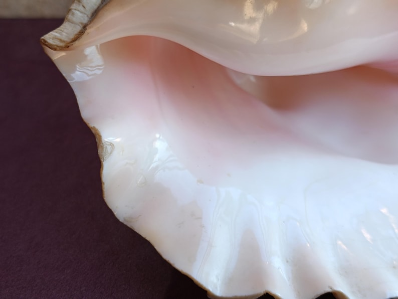 Large Hermit Crab Shell: Natural Seashell, Nautical Decor (19x15x11 Cm ...