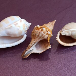 Set of 3 Natural Sea Shells, Beautiful Shell, Big Crab Shell, Huge ...