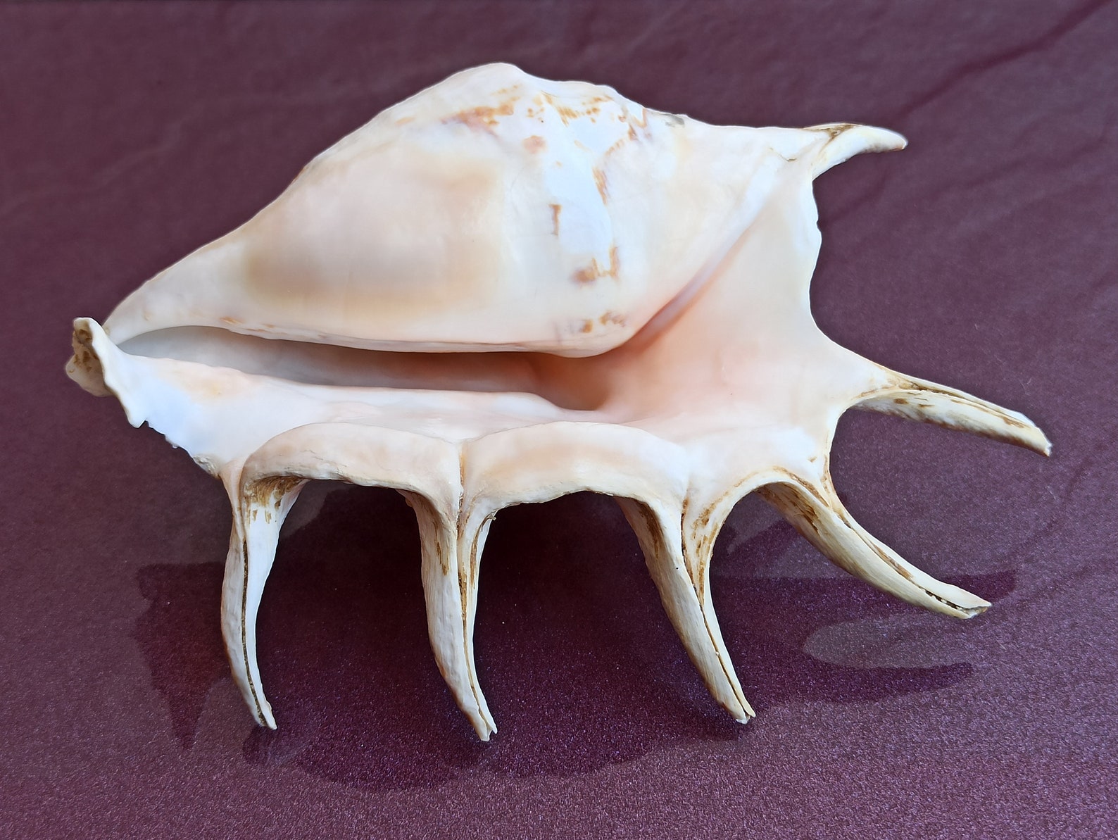 Large Huge Beautiful Shell, Big Shell, Huge Ocean Shell, Sea Shell ...