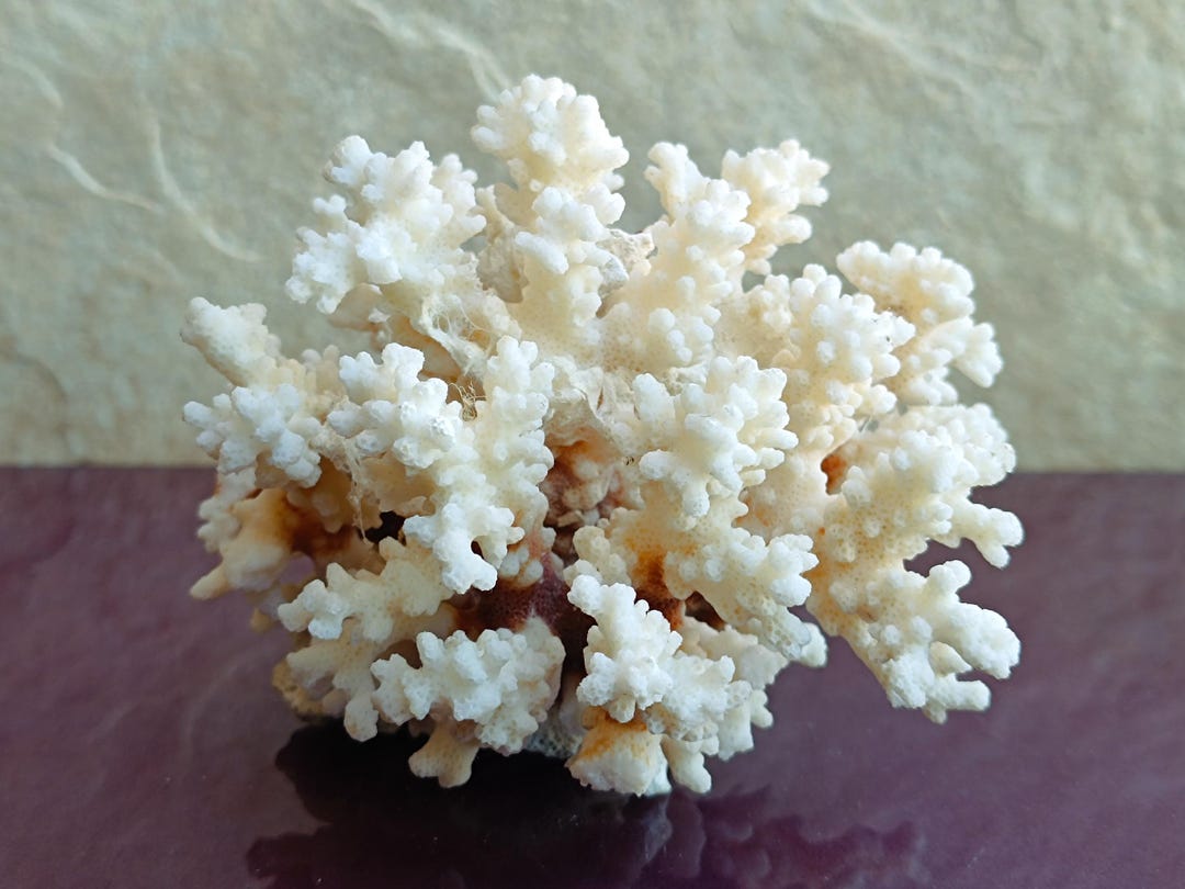 Natural White Coral Tree, White Coral, Coral Tree, Coral Reef Decor ...