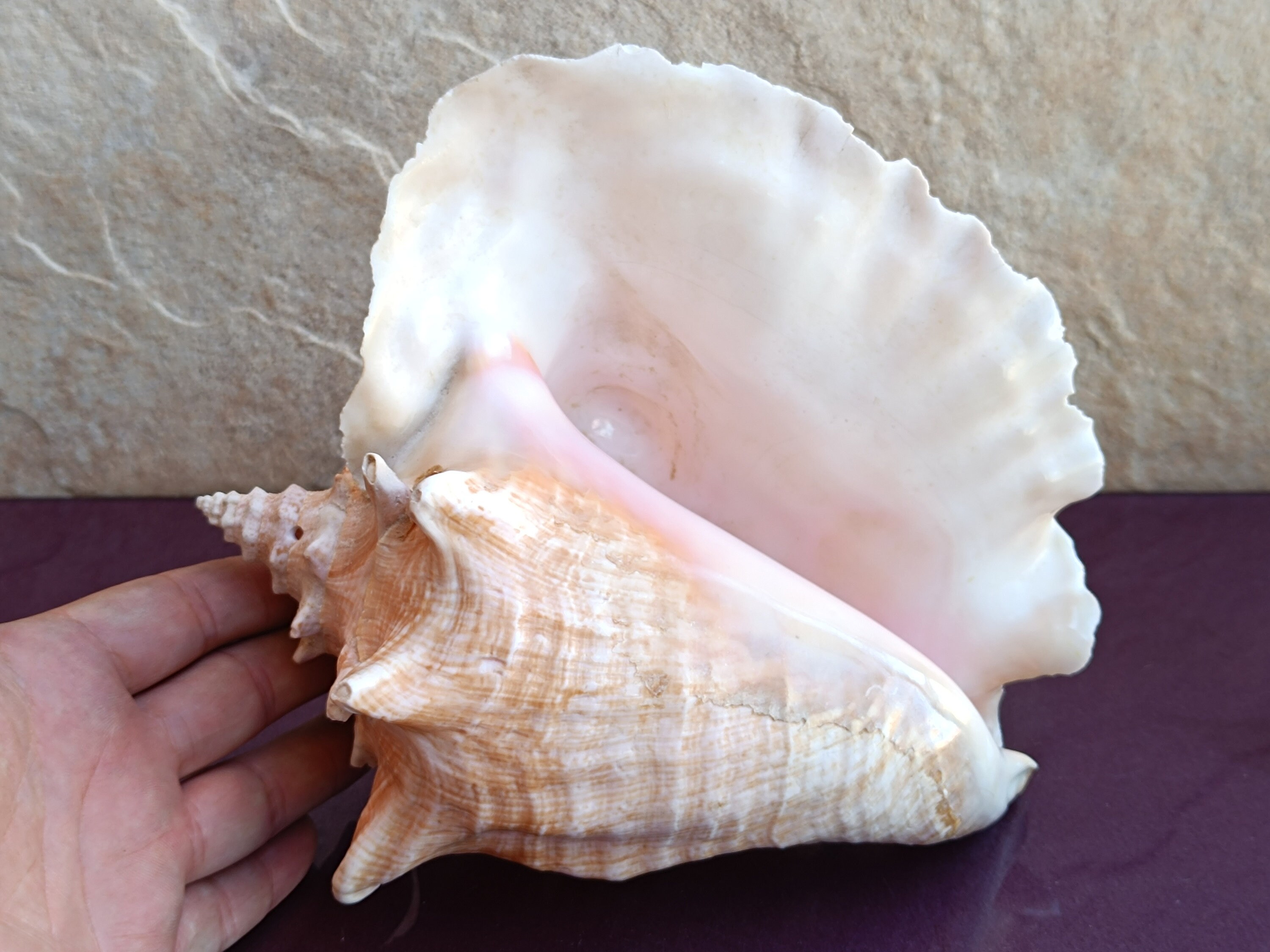 Large Natural Seashell: Hermit Crab Shell, Nautical Decor (200x180x130 ...