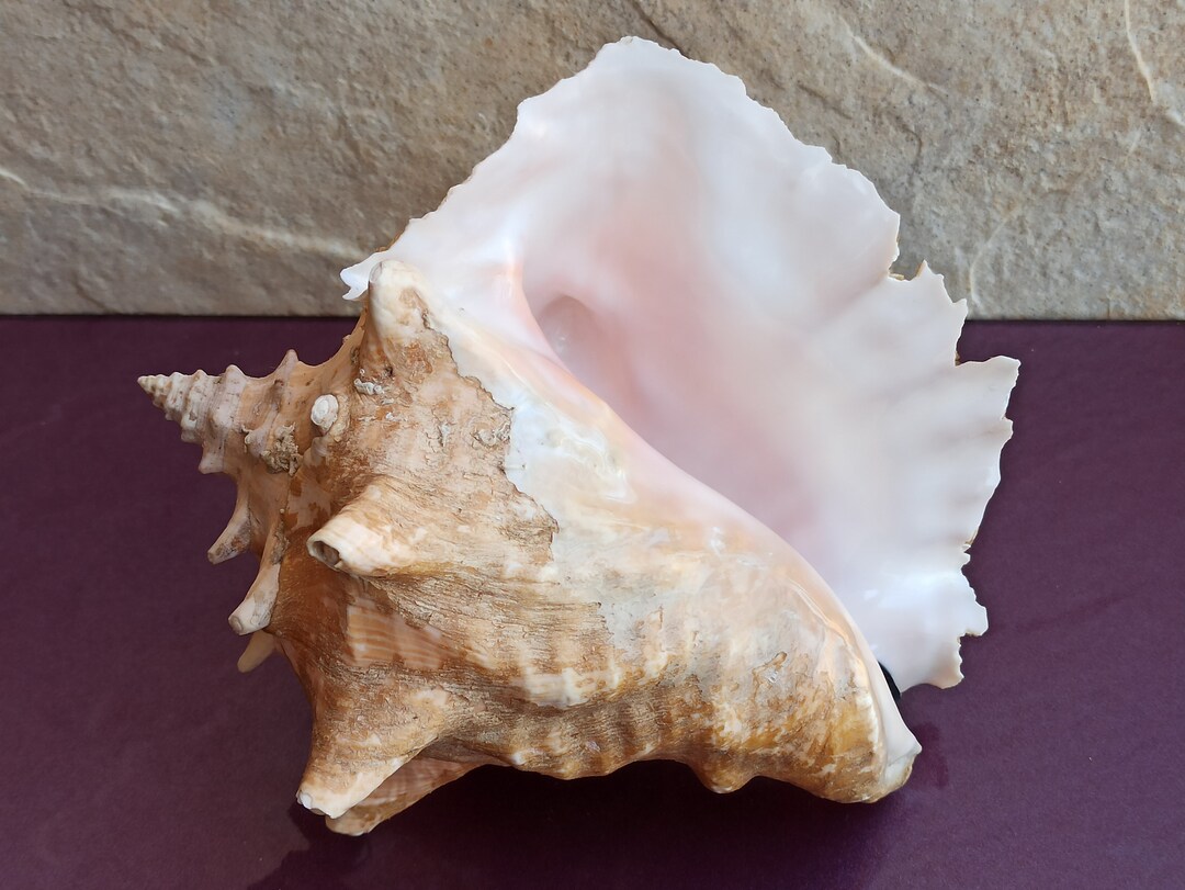 Large Huge Beautiful Shell, Big Crab Shell, Huge Ocean Shell, Sea Shell ...