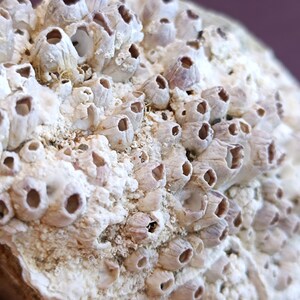 Natural Purple Acorn Barnacle Cluster, Acorn Barnacle, Barnacle Carrier ...