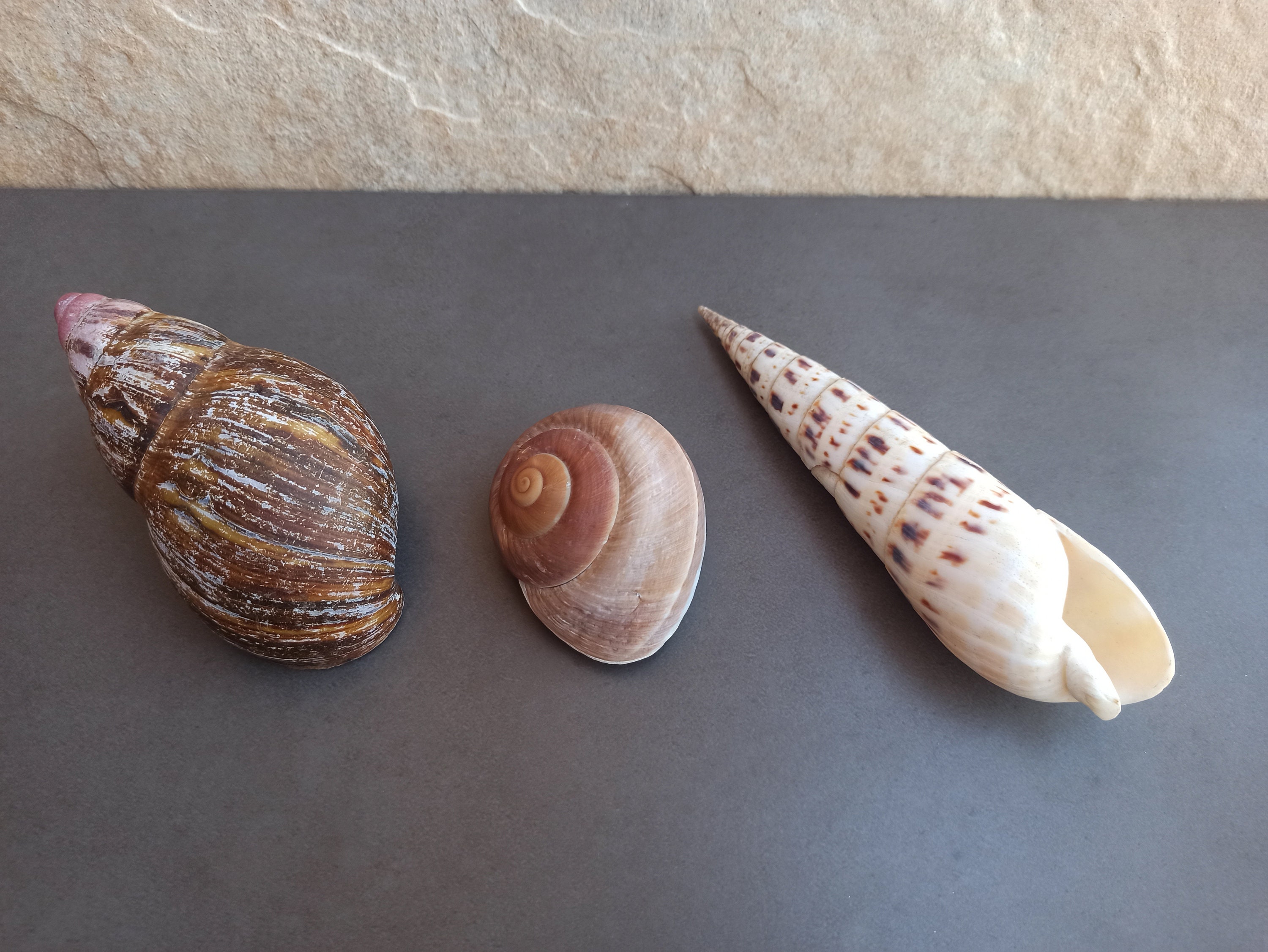 Large Conus Shell Large Round Shell Set of Sea Shells Ocean - Etsy