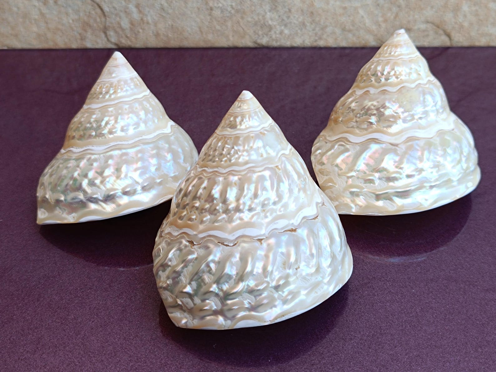 Nacre Seashell: Mother-of-pearl Bell Conch Craft Shell - Etsy