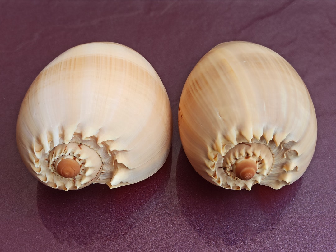 Striped Shell, Natural Ocean Shell, Tiger Seashell, Tiger's Shell ...