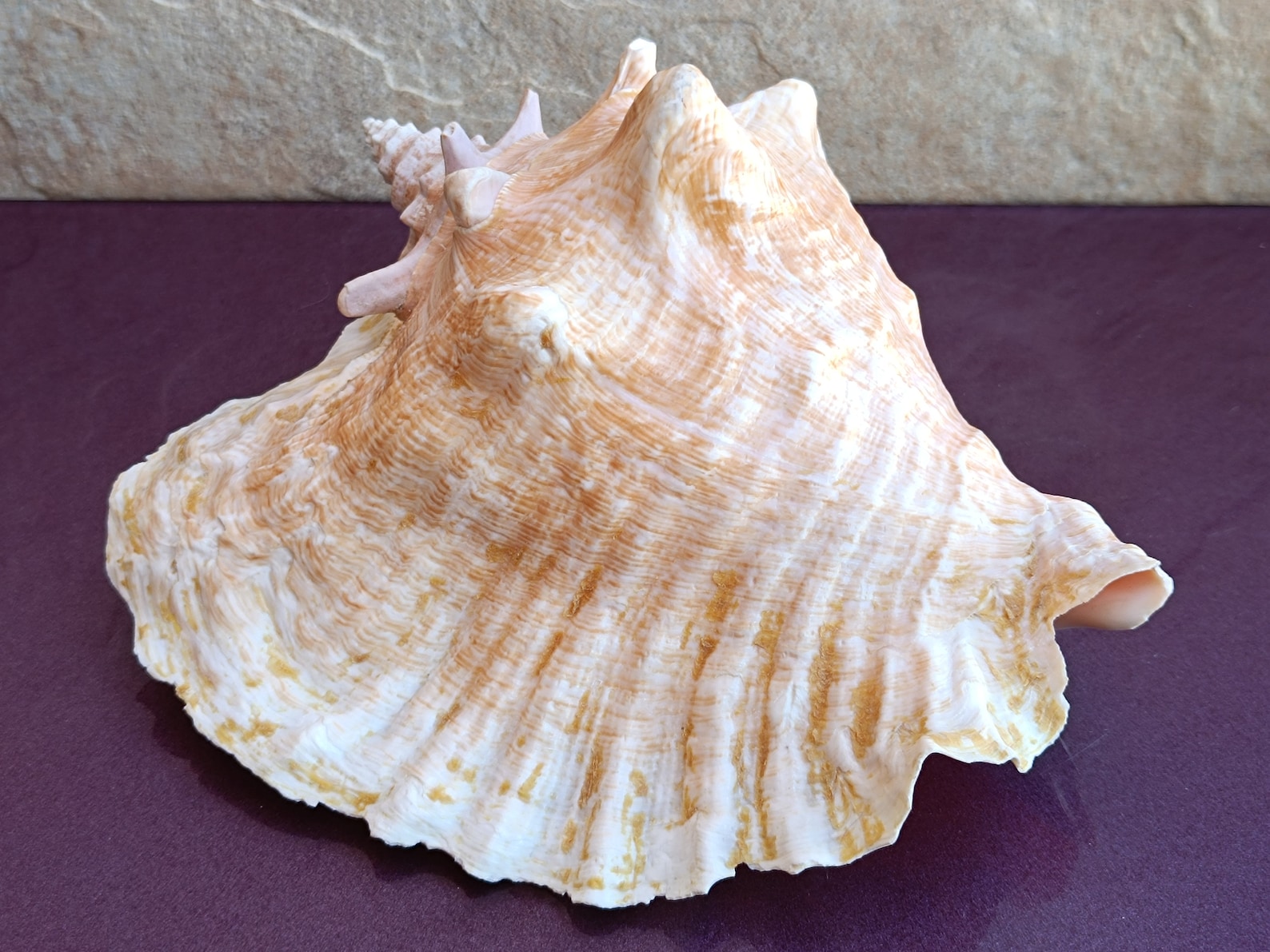 Large Natural Seashell: Hermit Crab Shell, Nautical Decor (200x180x130 ...