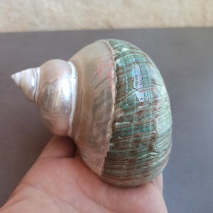 Rare Turquoise Cute, Beautiful Shell, Sea Treasure, Large Round Shell ...