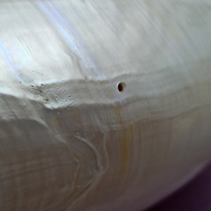 LARGE NAUTILUS Nacre Natural Shell, Nautilus Tiger Seashell, Mother-of ...