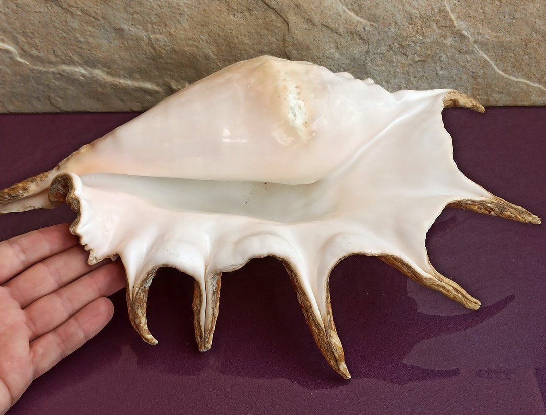 1236g Large Huge Beautiful Shell, Big Shell, Huge Ocean Shell, Sea ...