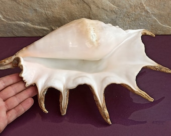 Antique Large Seashell Rare Conus Sea Shell Large Tiger - Etsy