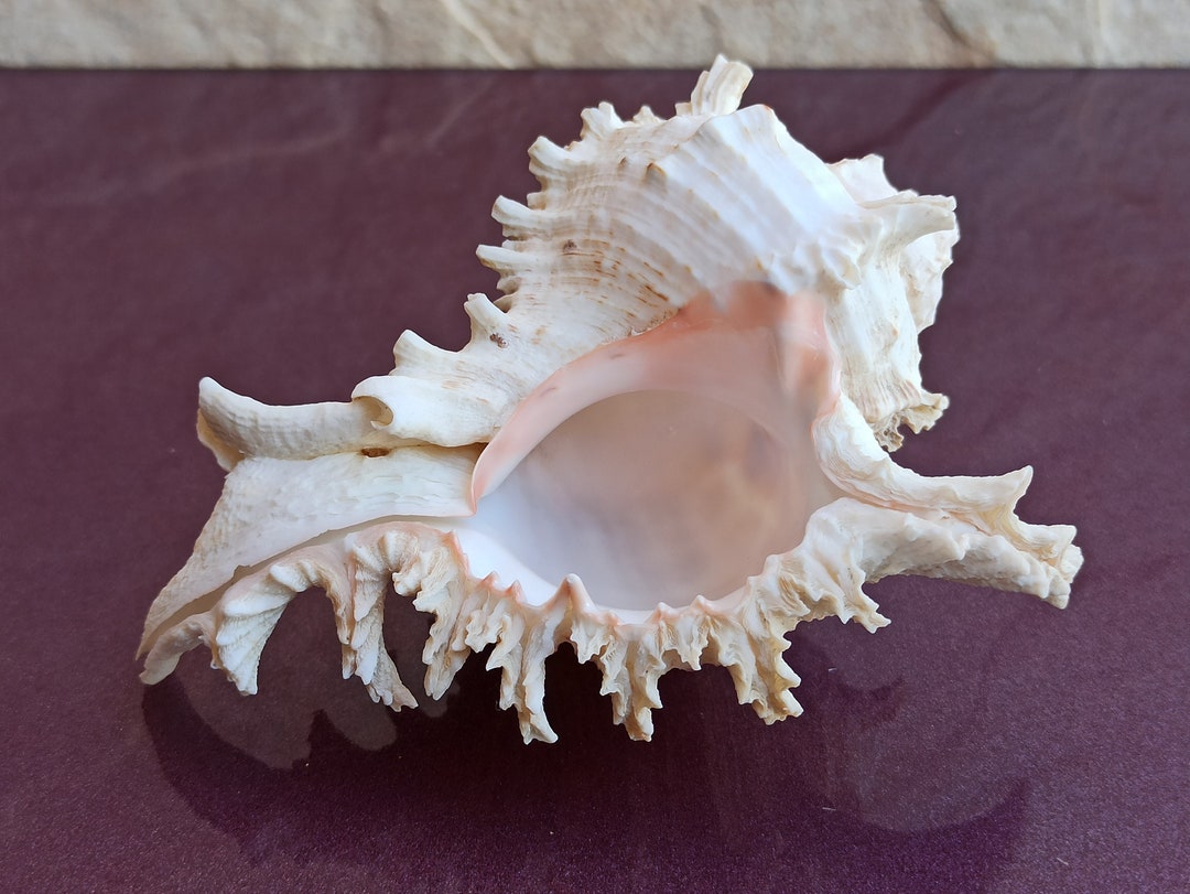 Huge Beautiful Shell, Big Crab Shell, Huge Ocean Shell, Sea Shell ...