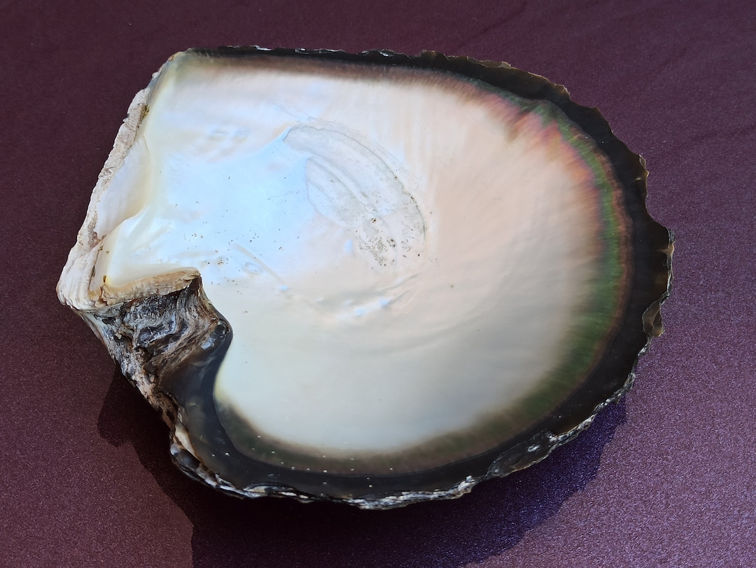 Rare Black Lipped Pearl Oyster Shell: Pinctada Margaritifera ...