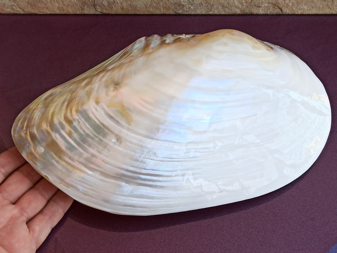 Big Mother-of-pearl Purple Sea Shell, Large Rare Shell, Mother of Pearl ...