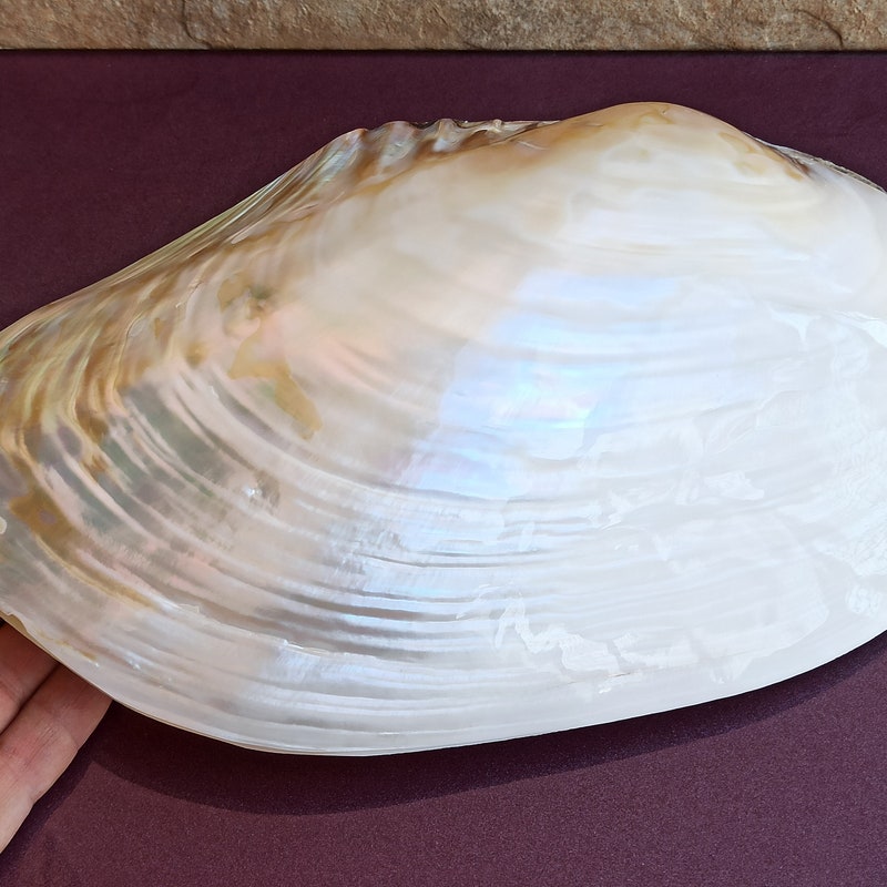 Rare Shells - Etsy