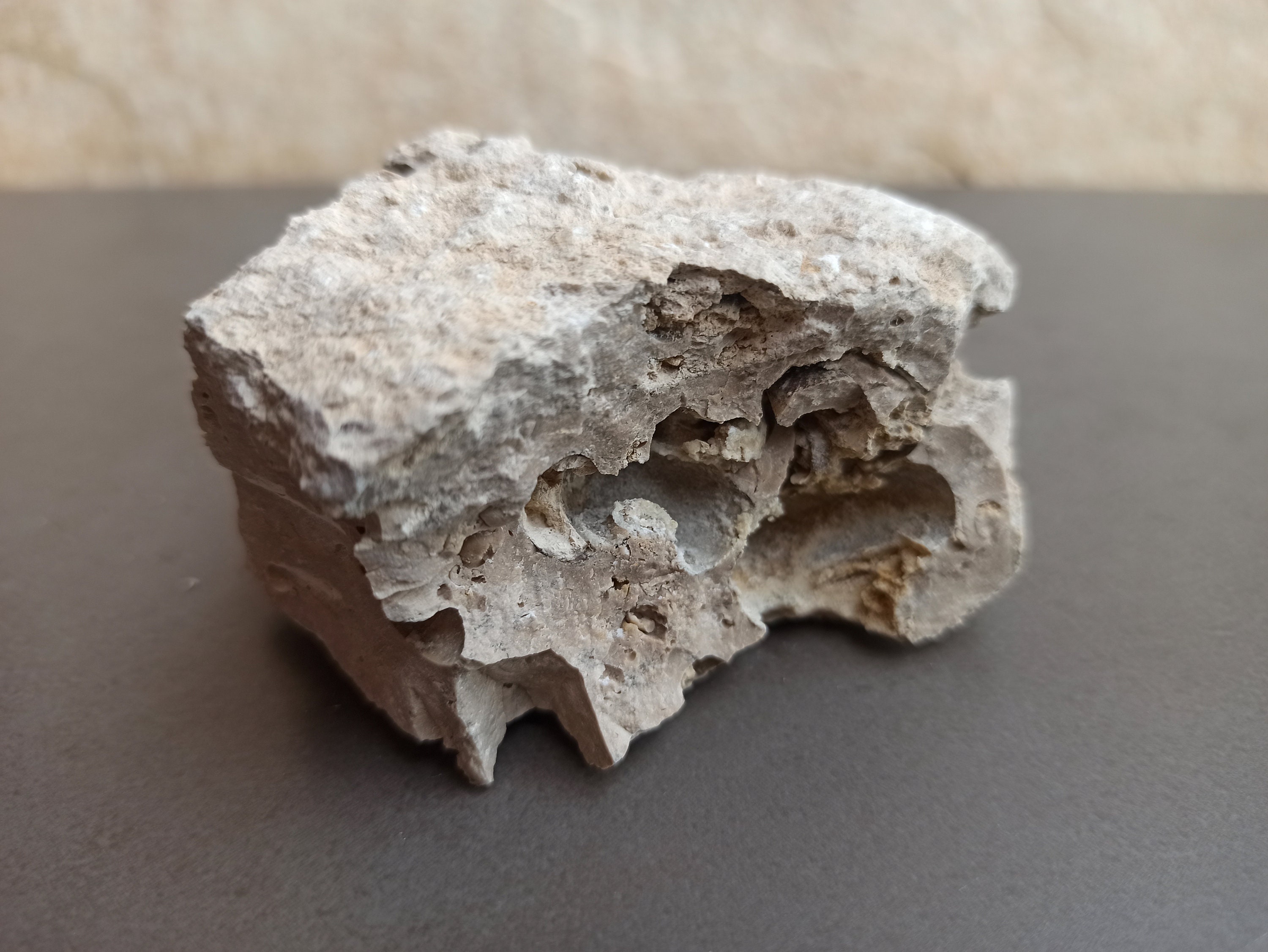 Ancient Shells in Stone Ancient Spanish FOSSIL Ancient - Etsy