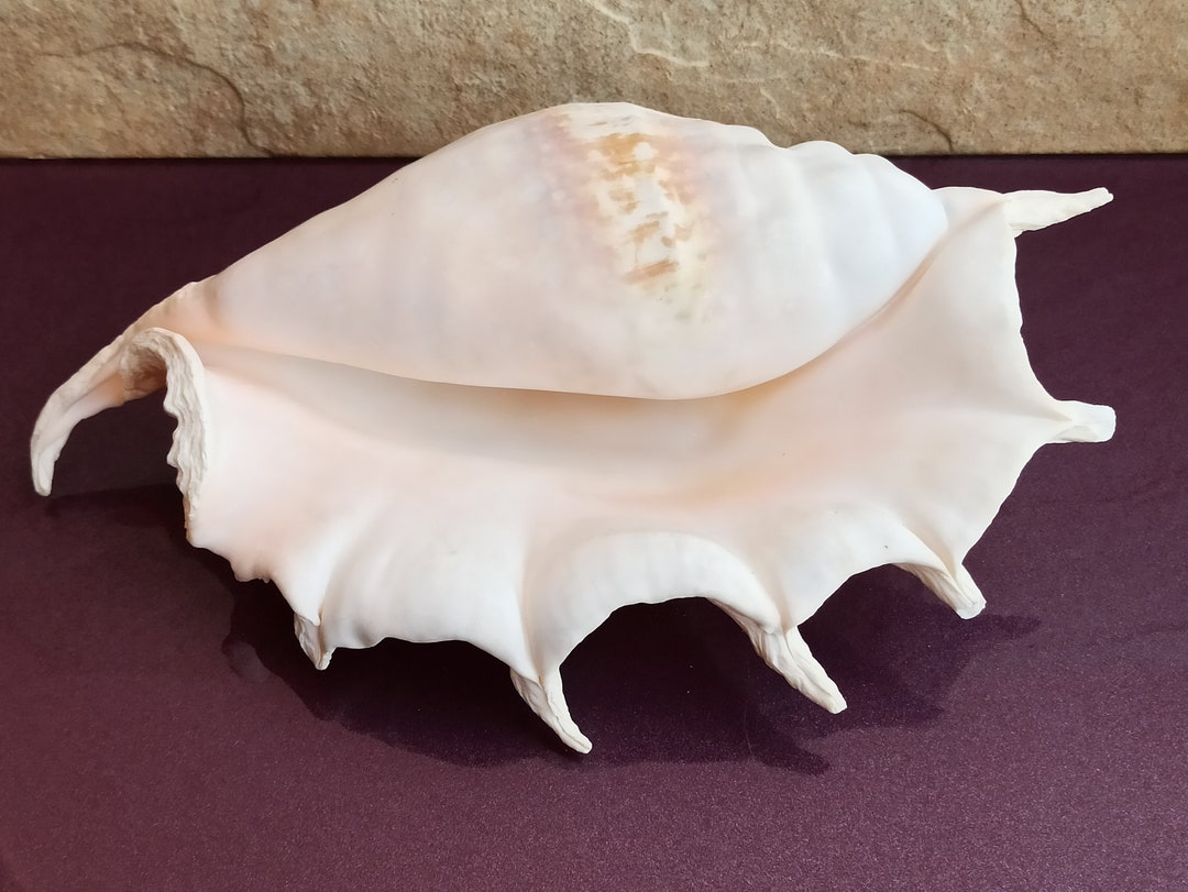 LARGE Huge Beautiful Shell, Big Shell, Huge Ocean Shell, Sea Shell ...