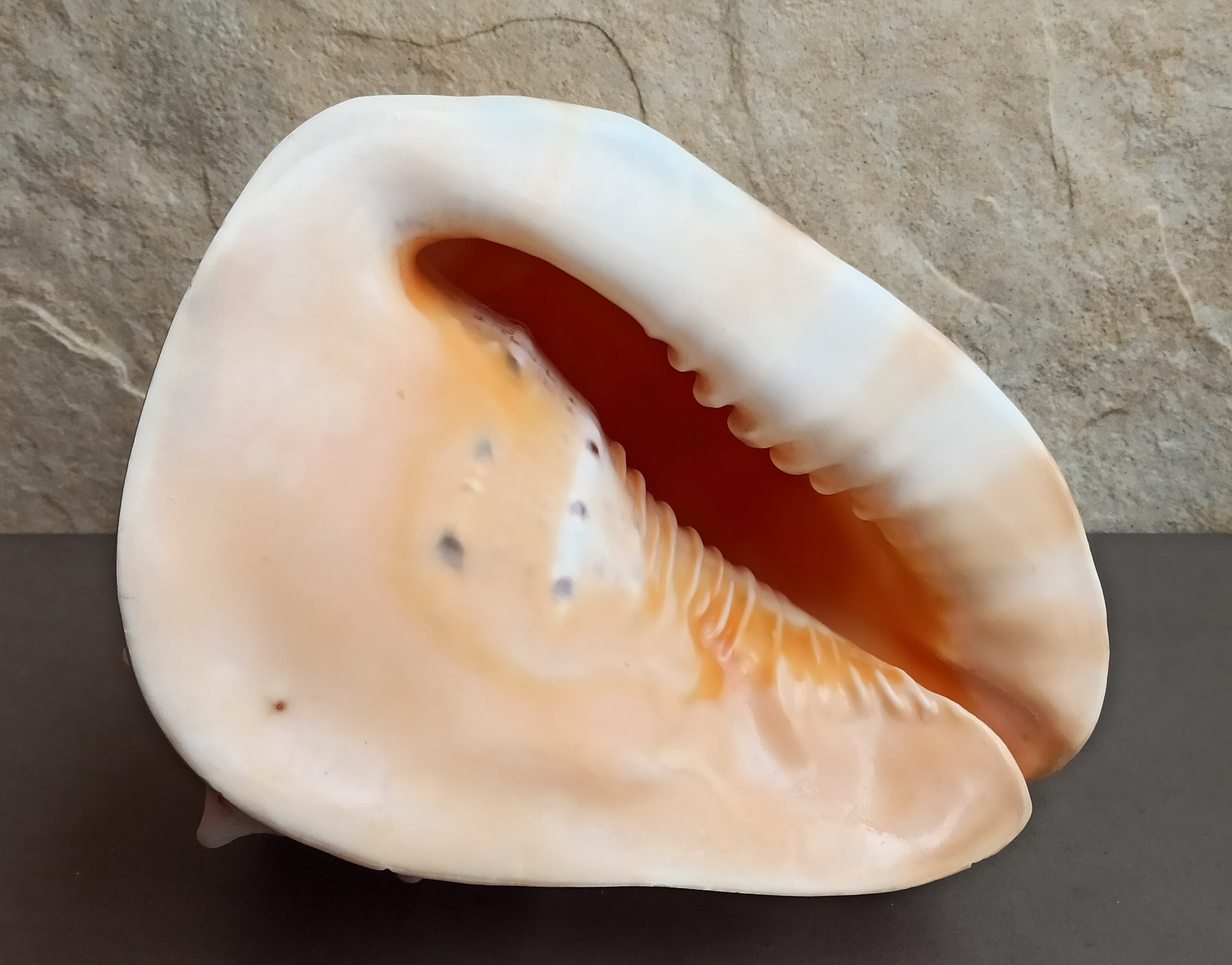 1600gr LARGE Huge Beautiful Shell Big Crab Shell Huge Ocean - Etsy