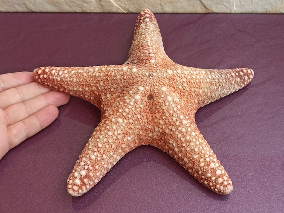 Giant Starfish