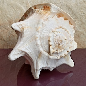 Large Cassis Cornuta Shell, Rare Big Cowrie Shell, Sea Shell, Decor ...