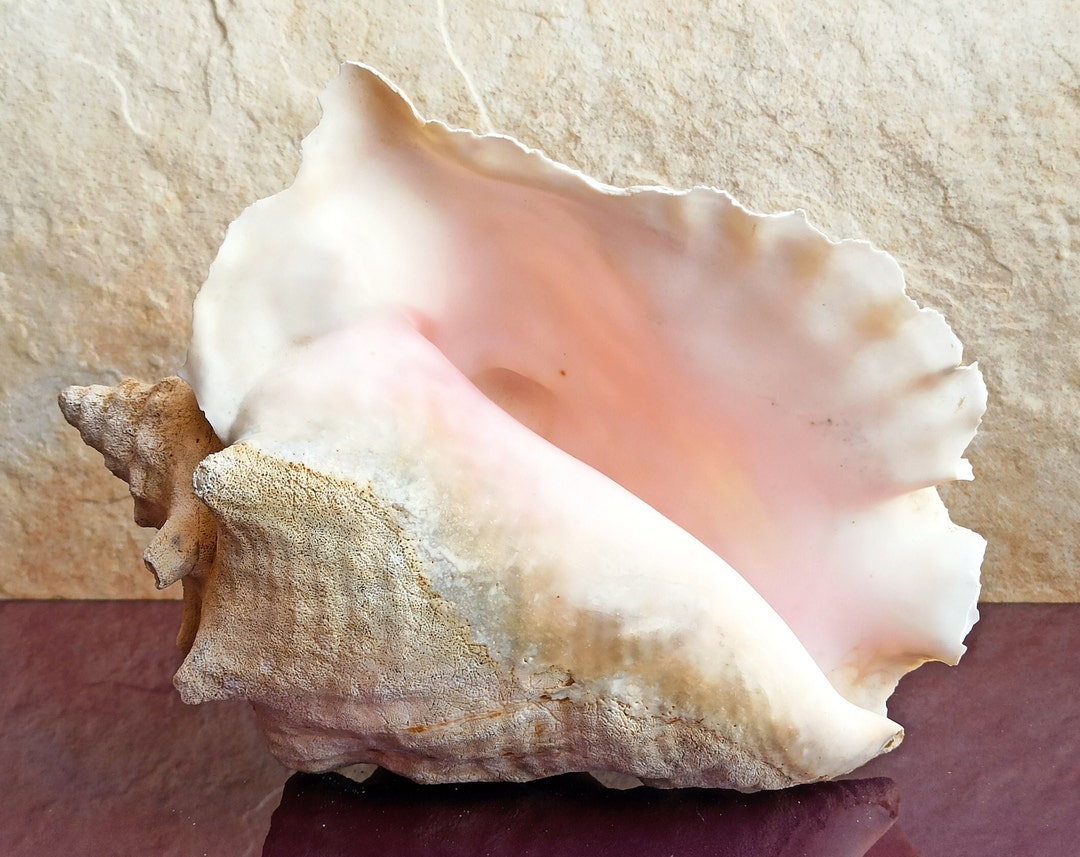 Large Huge Beautiful Shell, Big Crab Shell, Huge Ocean Shell, Sea Shell ...