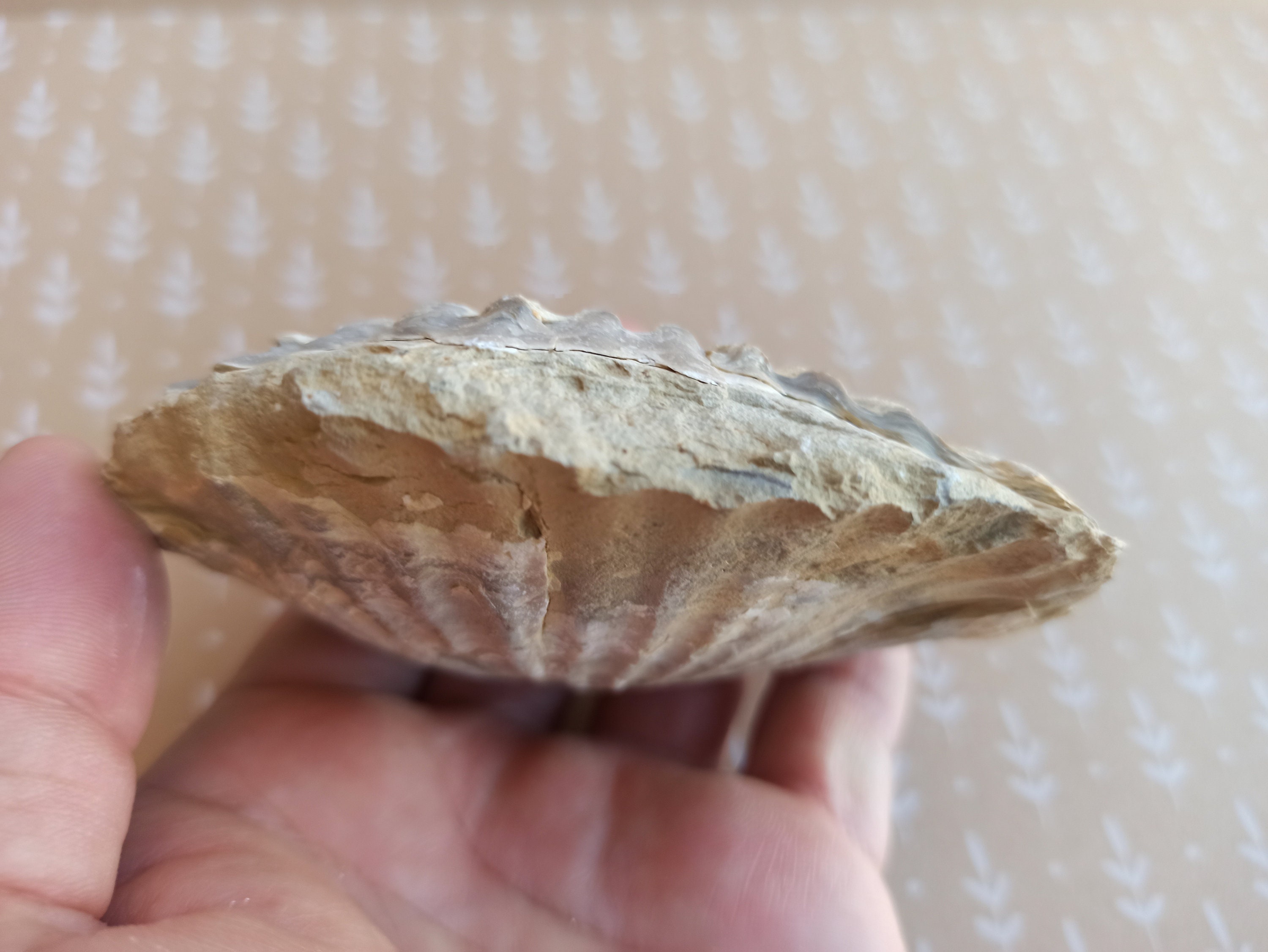 Large Fossil Shell, Ancient Shell, 100 Million Years Old, Fossil Clam ...