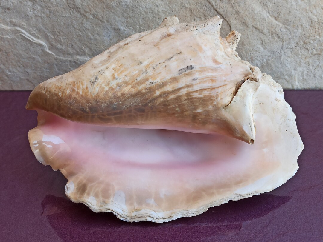 LARGE Huge Beautiful Shell, Big Crab Shell, Huge Ocean Shell, Sea Shell ...