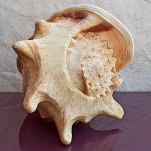 LARGE Huge Beautiful Shell, Big Crab Shell, Huge Ocean Shell, Sea Shell ...