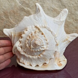 Large Cassis Cornuta Shell, Rare Big Cowrie Shell, Sea Shell, Decor ...