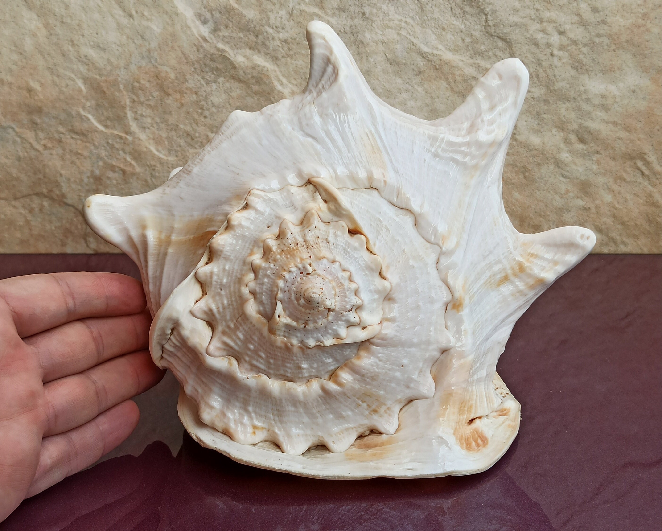 Large Cassis Cornuta Shell Rare Big Cowrie Shell Sea Shell - Etsy Australia