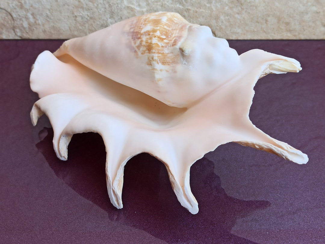 LARGE Huge Beautiful Shell, Big Shell, Huge Ocean Shell, Sea Shell ...