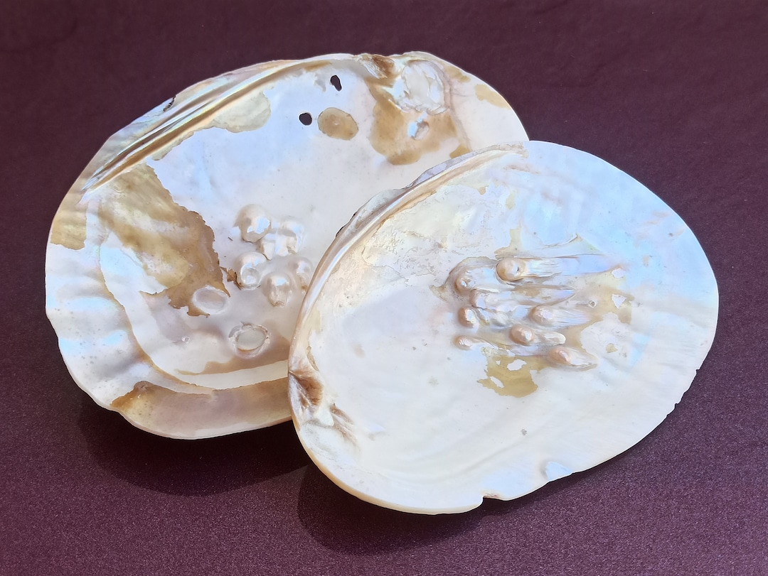 Set of 2 Mother-of-pearl Sea Shell, Large Rare Shell, Mother of Pearl ...