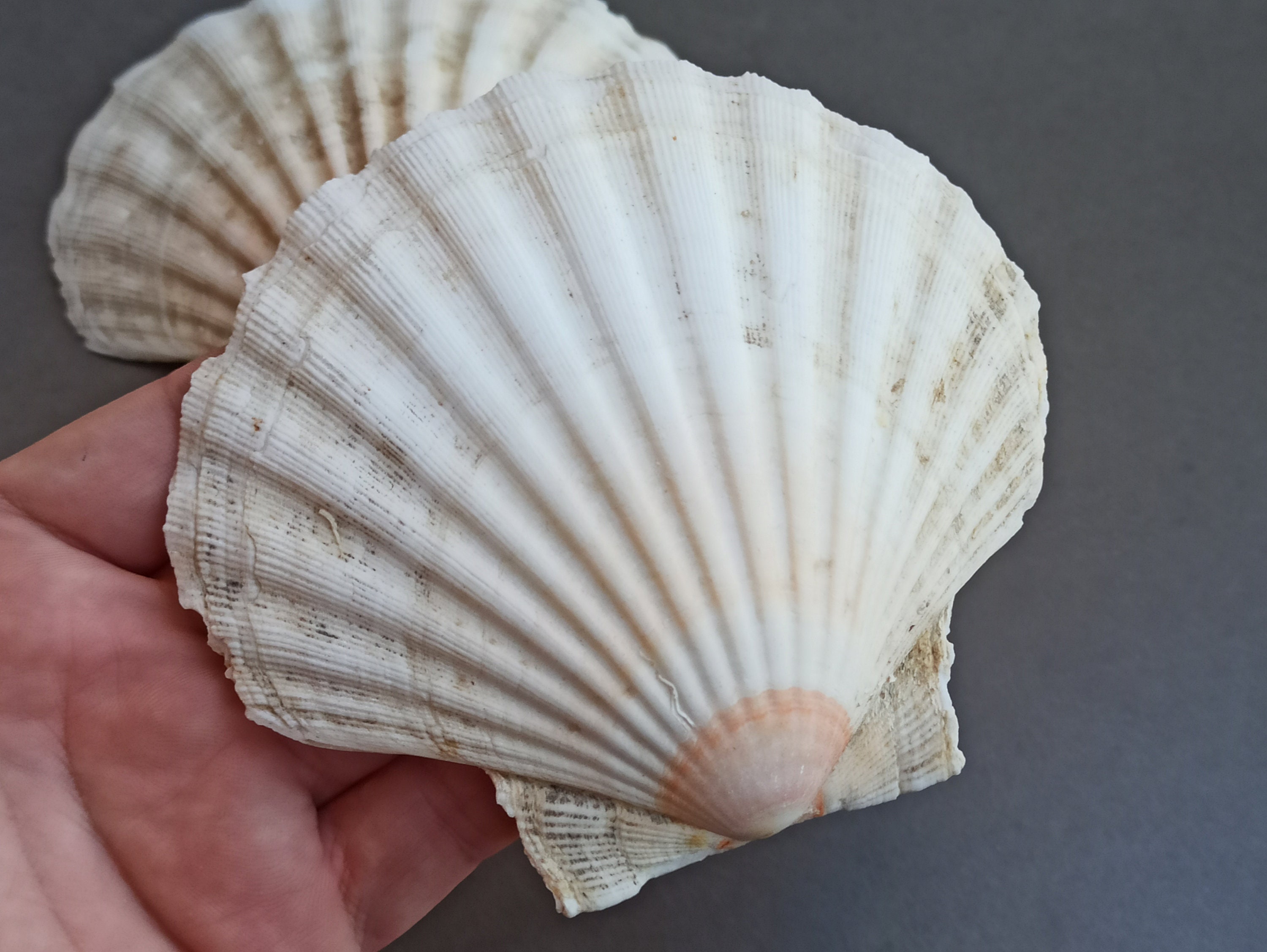 Set of 3 Seashells Seashells Set Natural Seashell Rough Sea - Etsy