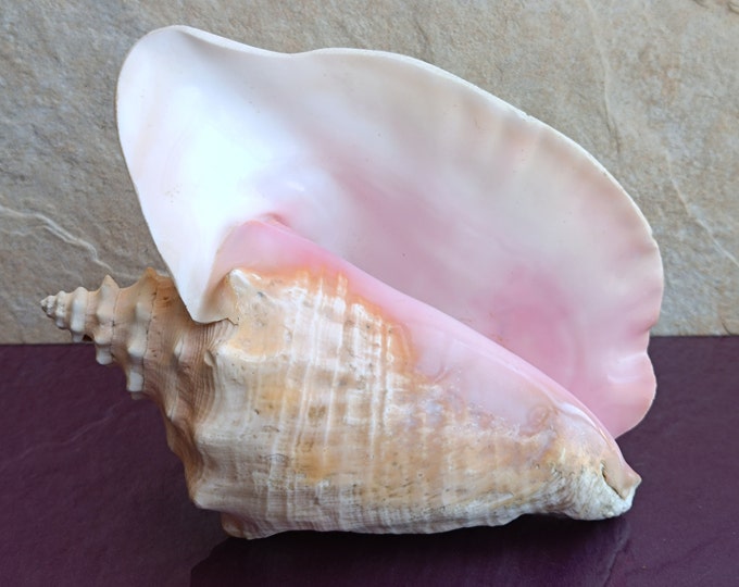 LARGE Strombus Gigas Huge Beautiful Shell, Big Shell, Huge Ocean Shell, Sea Shell Treasure ...