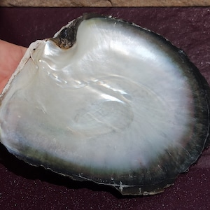 Black Lipped Pearl Oyster Shell: Pinctada Margaritifera, Mother of ...