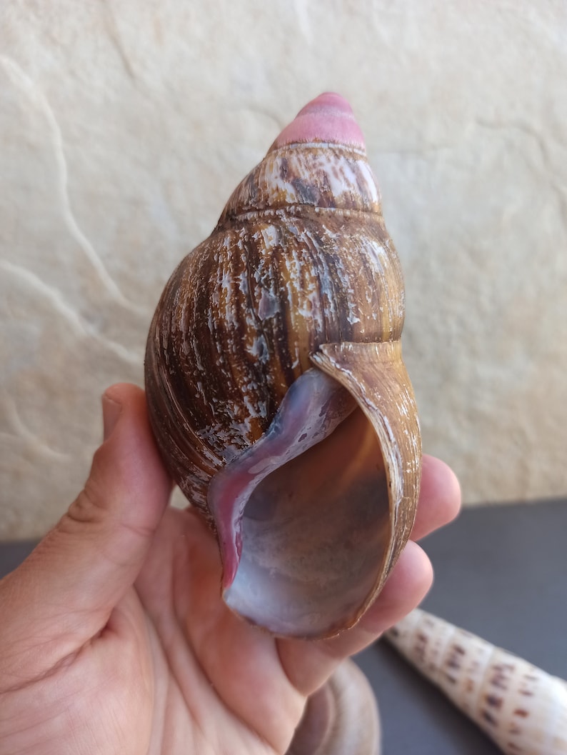Large Conus Shell Large Round Shell Set of Sea Shells Ocean | Etsy