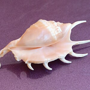 Natural Sea Shells, Beautiful Shell, Crab Shell, Huge Ocean Shell, Sea ...