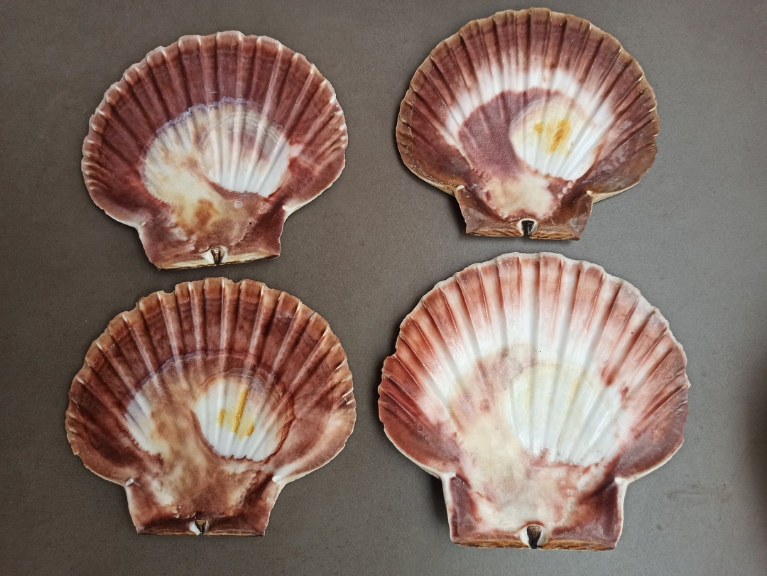 SET of 4 Oceanic Shells, Natural Sea Shells, Set of 4 Seashell, Rough ...