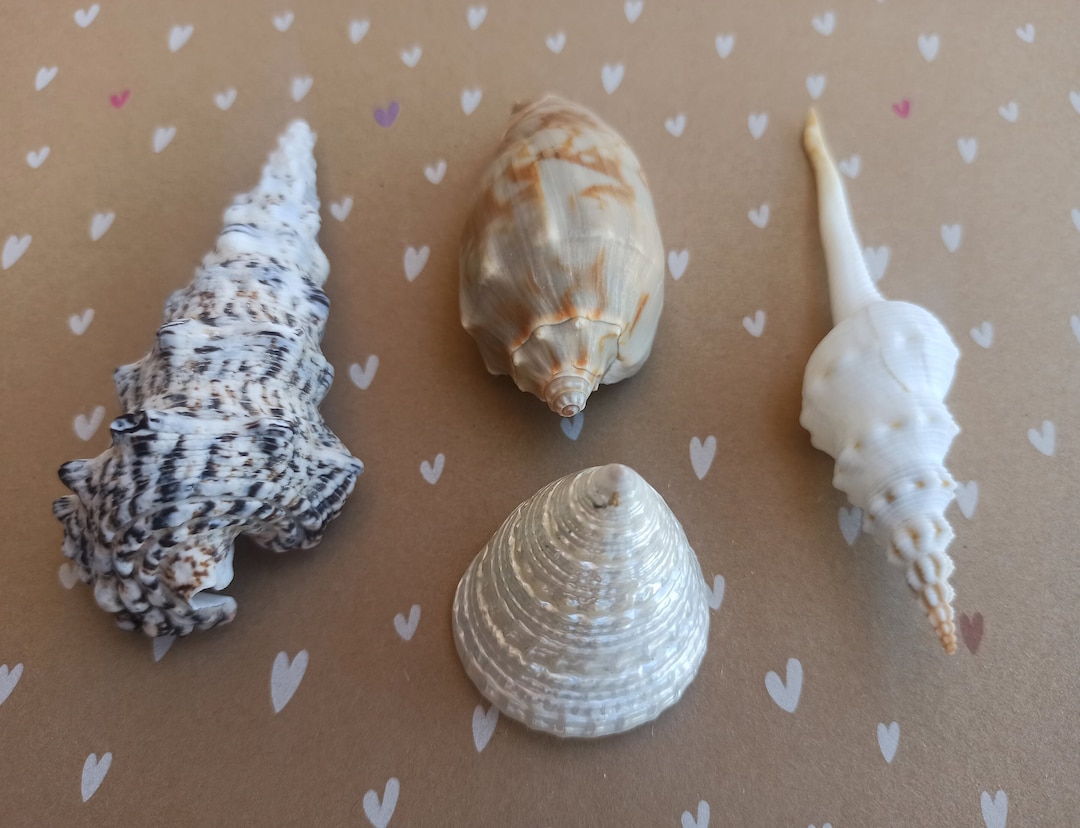 Set of 4 Natural Shells, Cone Shell, Clock Snail, Bell Conch Craft ...