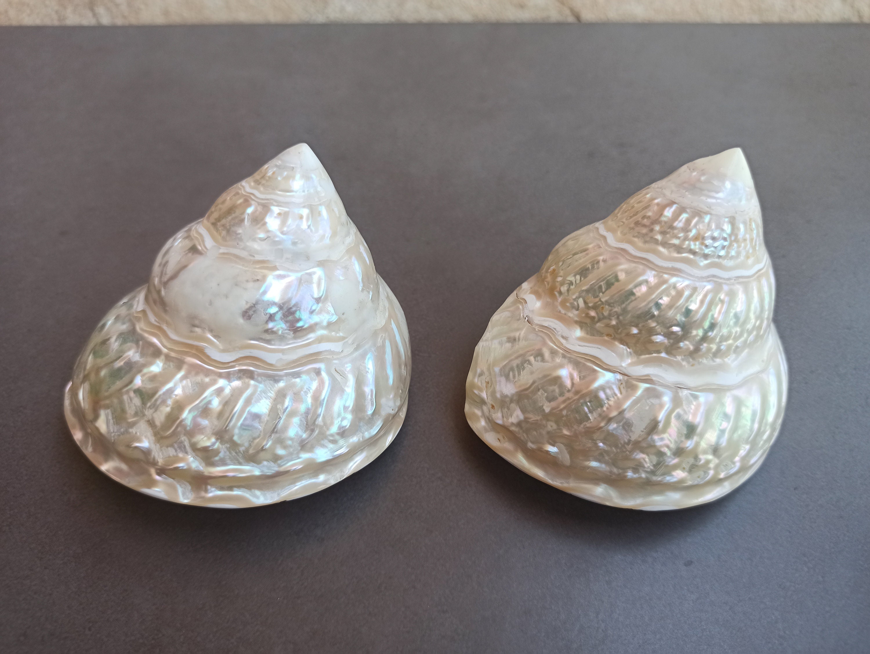 Cute Large Round Shell, Rare Round Sea Shell, Big Round Shell ...