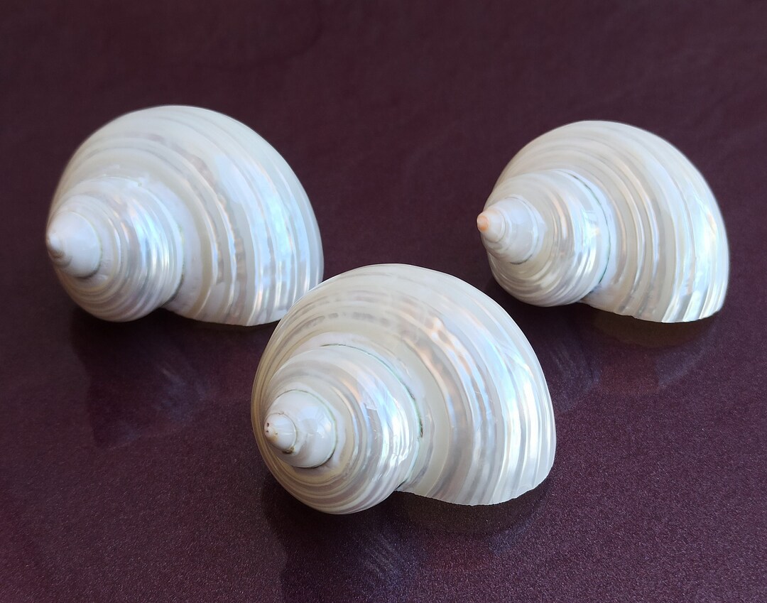 Set of 3 Natural Shells, Cone Shell, Clock Snail, Bell Conch Craft ...