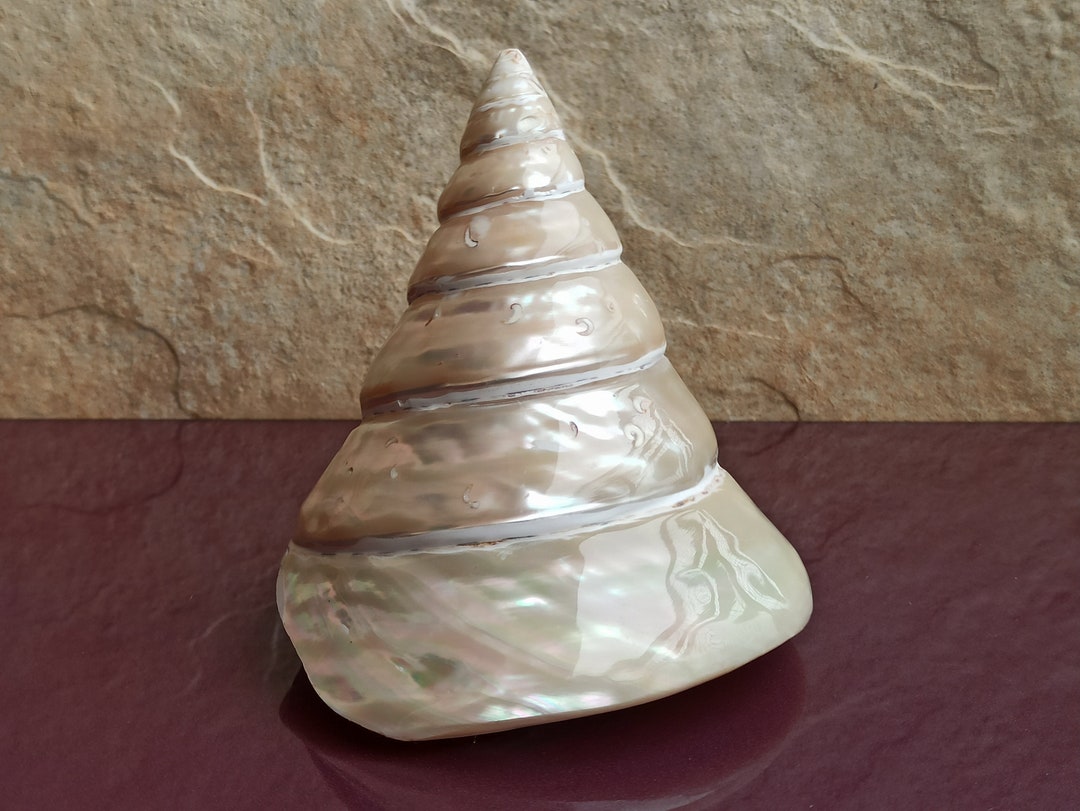 Cute Large Round Shell, Rare Round Sea Shell, Big Round Shell ...