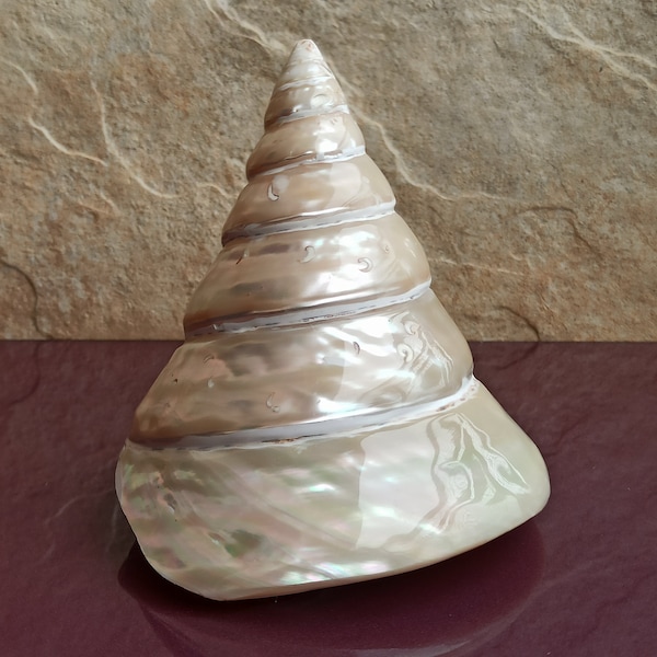 Rare Sea Shells - Etsy