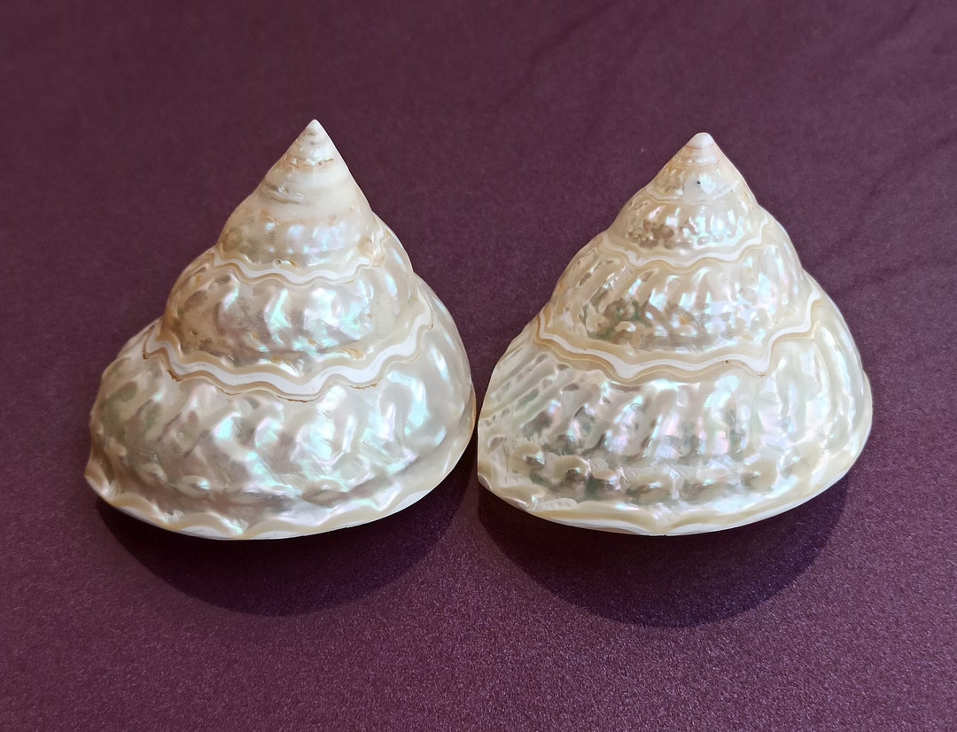 PAIR Cute Round Shells, Rare Round Sea Shell, Big Round Shell ...