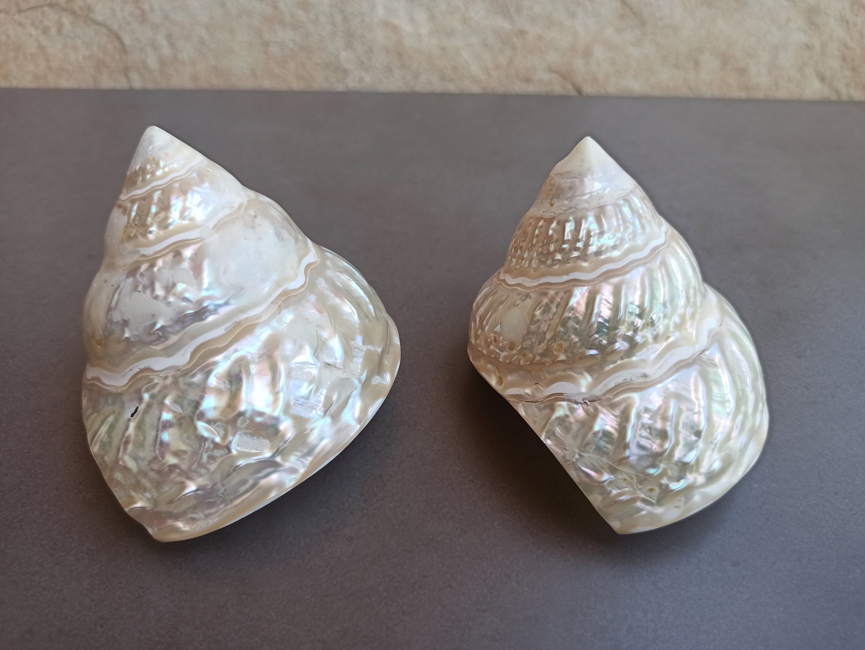 Cute Large Round Shell, Rare Round Sea Shell, Big Round Shell ...