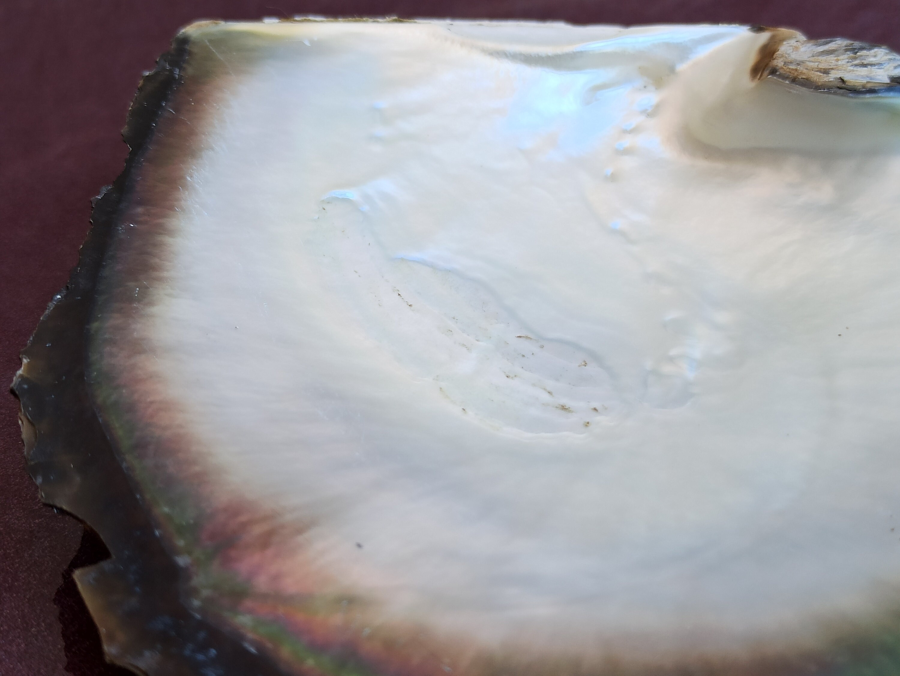 RARE Pinctada Margaritifera Pearl Shell Lipped Mother of - Etsy