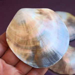 Shell Pinctada Margaritifera, Pearl Shell, Lipped Mother of Pearl ...